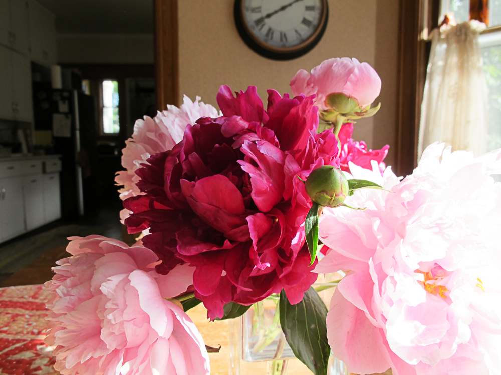 Care, love and keeping of peonies - Rosy Blu