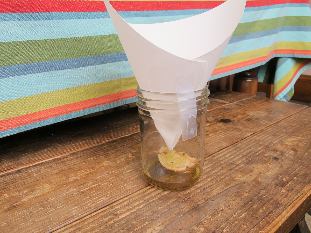 DIY fruit fly trap (using stuff you already have in your kitchen ...